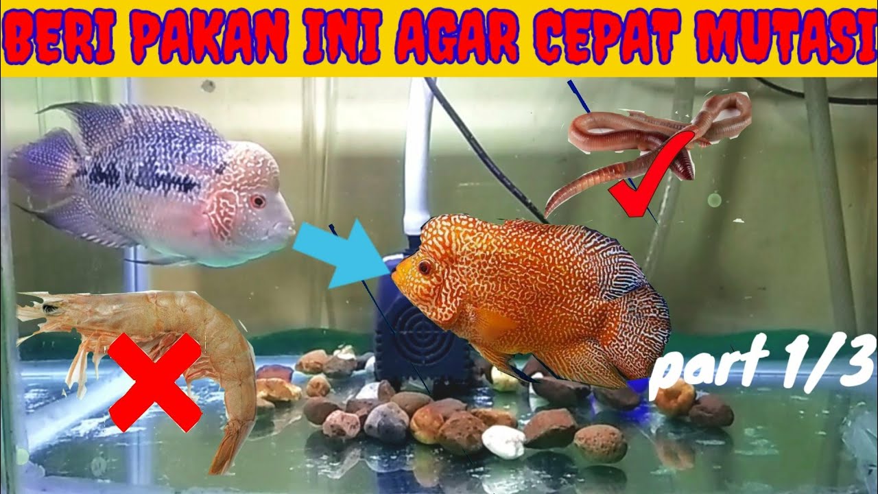 CARA MEMPERCEPAT MUTASI IKAN LOUHAN GOLDEN BASE||dari louhan. Cencu ...