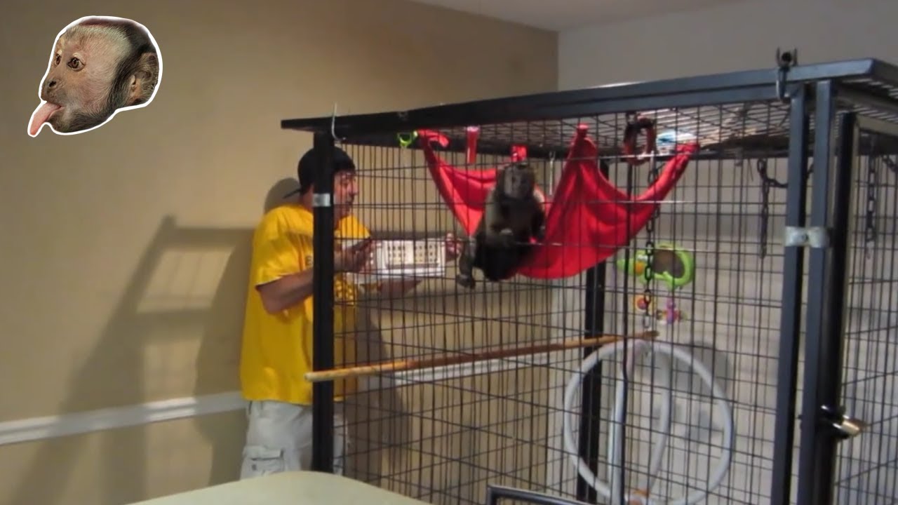 Capuchin MonkeyBoo Dinner and Drawing Giveaway! - YouTube