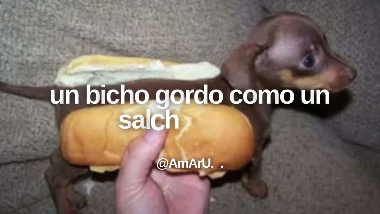 "Perro salchicha, gordo bachicha" 🐶🌭 - Letra (El Show de Perro ...