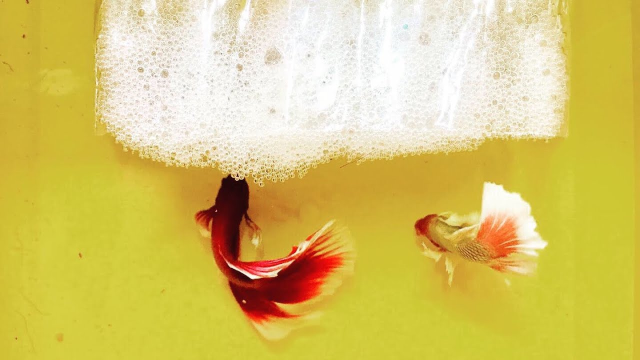 Project Betta Breeding | Jarring Time! | Third Batch of Juvenile Bettas - YouTube