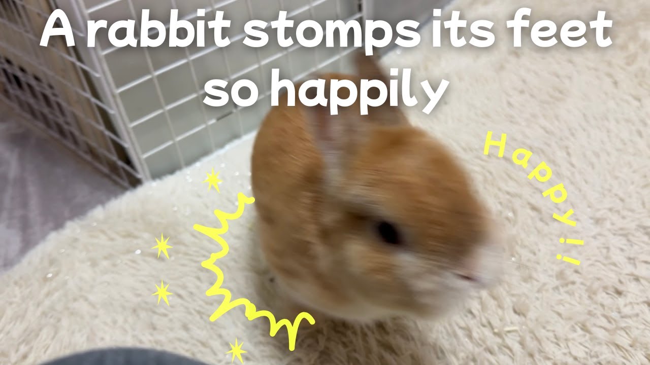 A rabbit stomps its feet so happily - YouTube