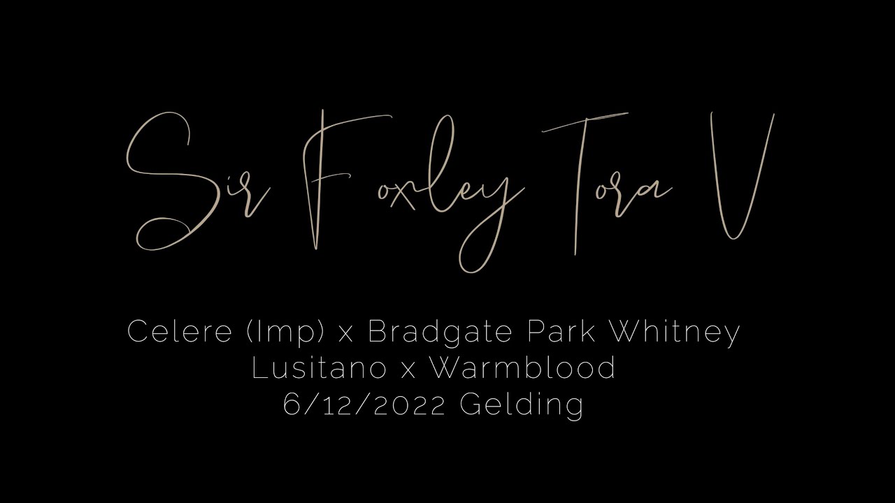 Sir Foxley Tora V - 20th November 2023 - YouTube