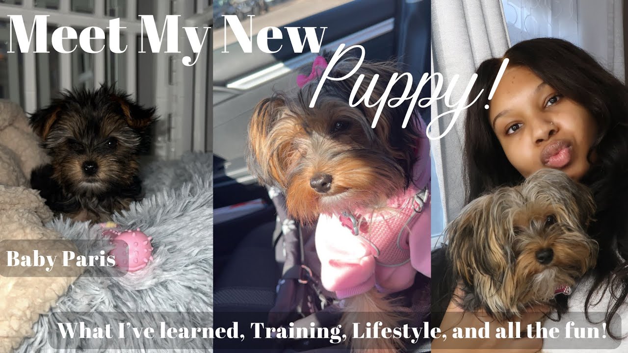 MEET MY NEW PUPPY! | PARIS THE YORKIE | Training, lifestyle, different ...