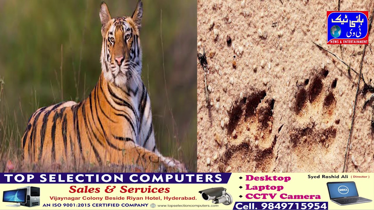 Telangana Kothagudem District Mein Tiger Ke Panjon ke nishan - YouTube