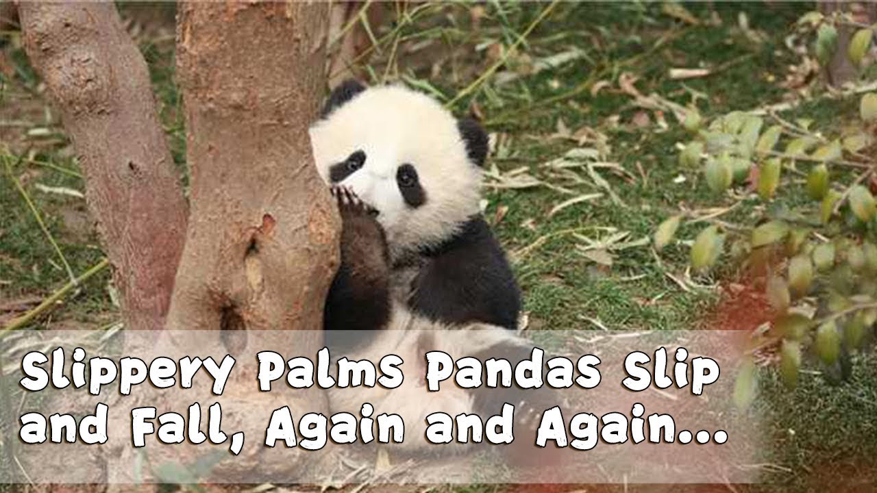 【Panda Theme】Slippery Palms Pandas Slip and Fall, Again and Again ...