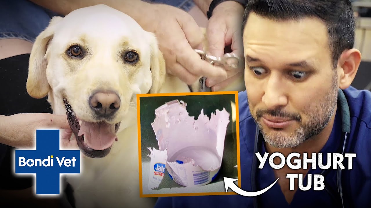 Are All Labradors Greedy