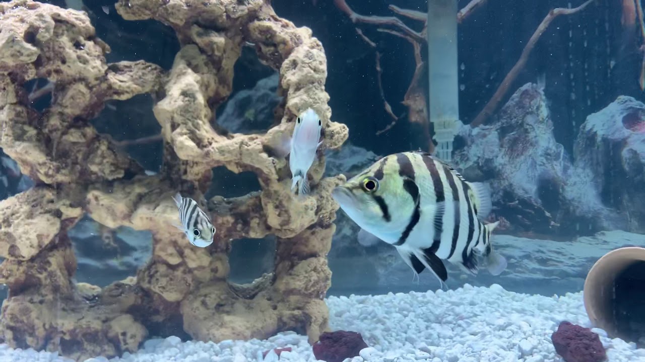 New fish albino arowana tiger datnoids 4 bar datnoids exploring - YouTube