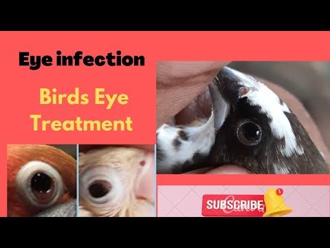 birds eye infection || Birds eye treatment ||পাখির চোখের সমস্যা - YouTube