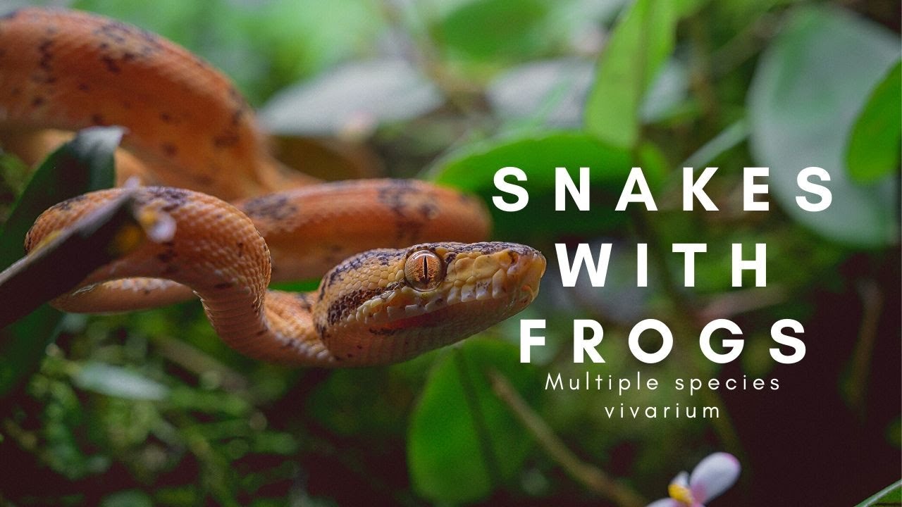 Poison Dart Frogs and Amazon Tree Boas in a Naturalistic Vivarium - YouTube