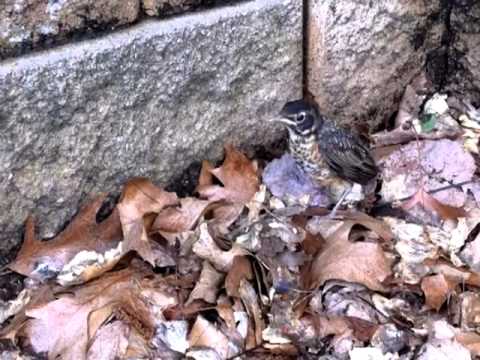 Derpy Bird - YouTube