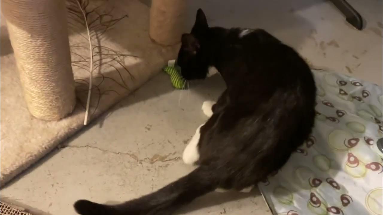 More Nathan loving the catnip sardine - YouTube