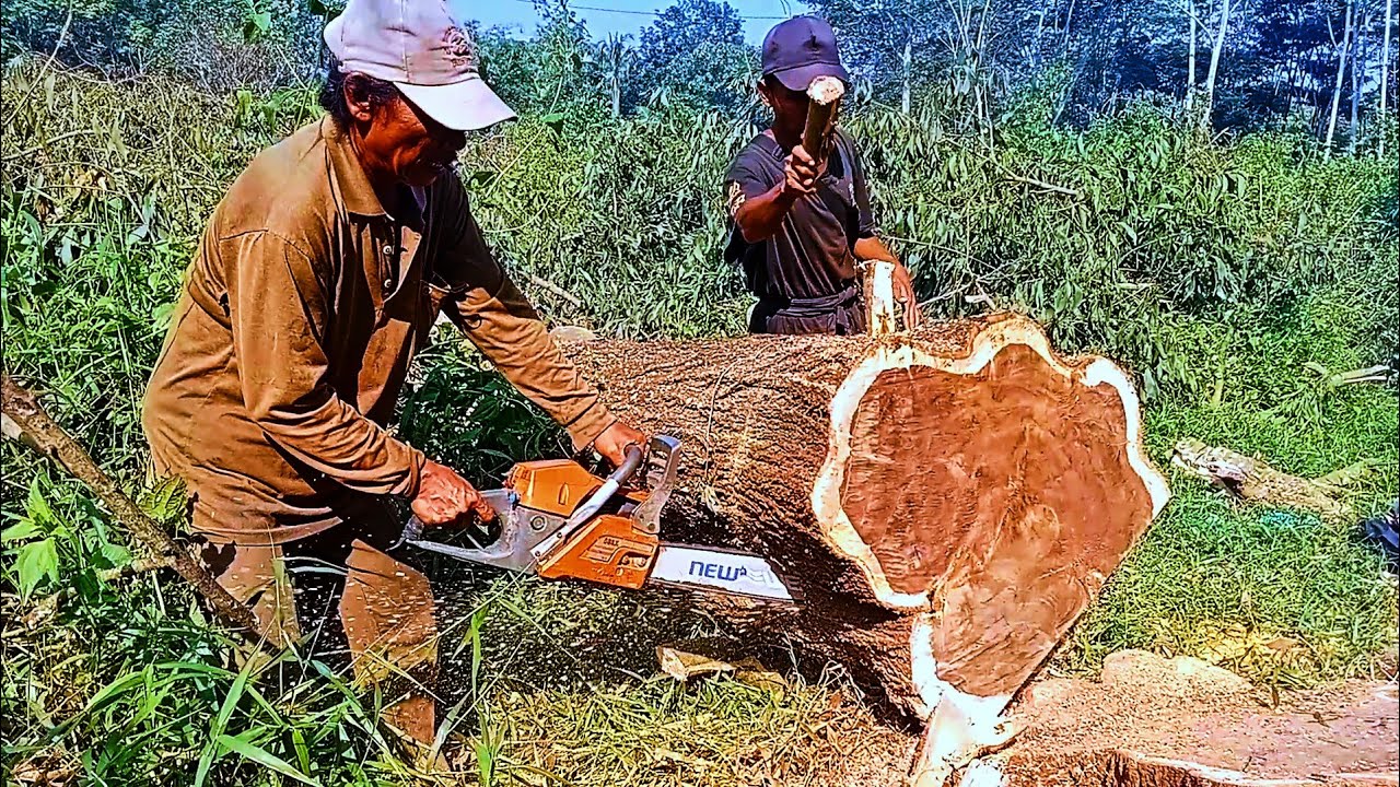 cut acacia wood for furniture - YouTube