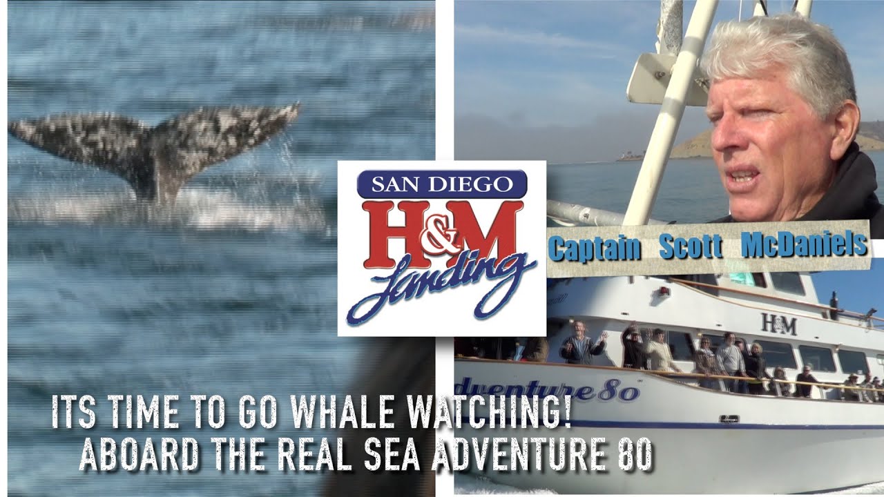 Sea Adventure 80 Whale Watching Promo 2015 - YouTube