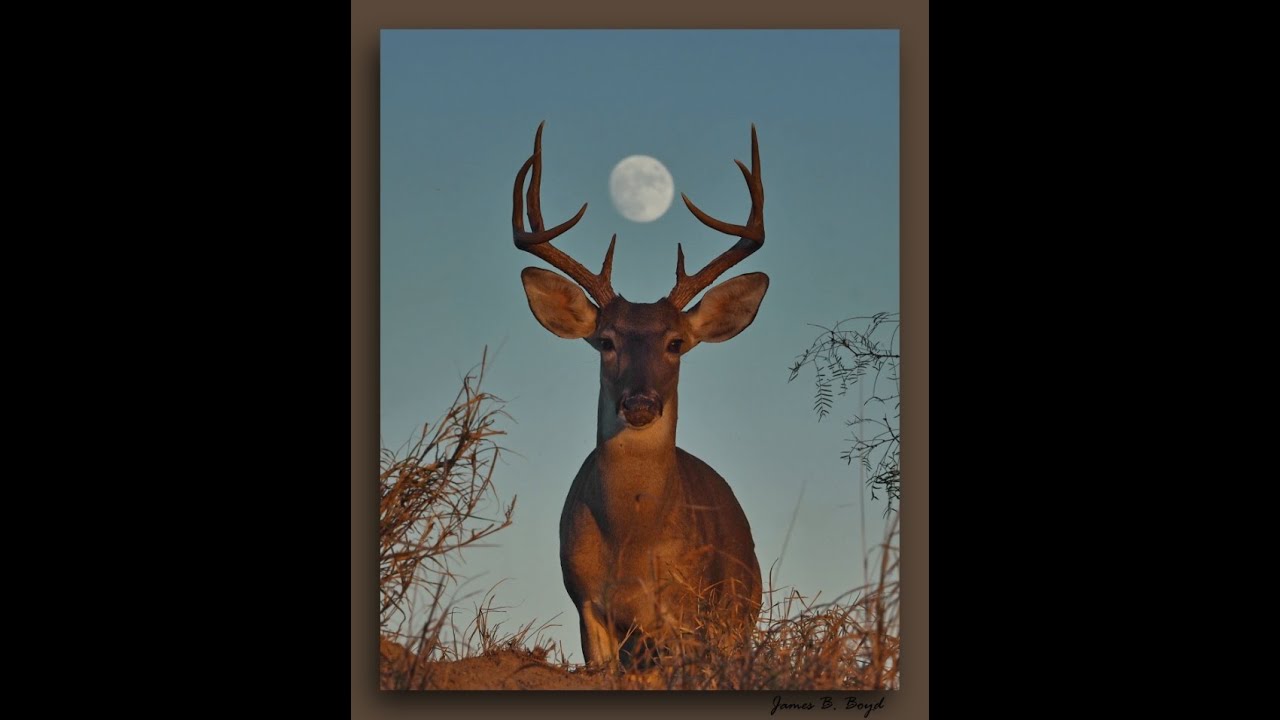 La Bota Ranch - Back Where You Belong - YouTube