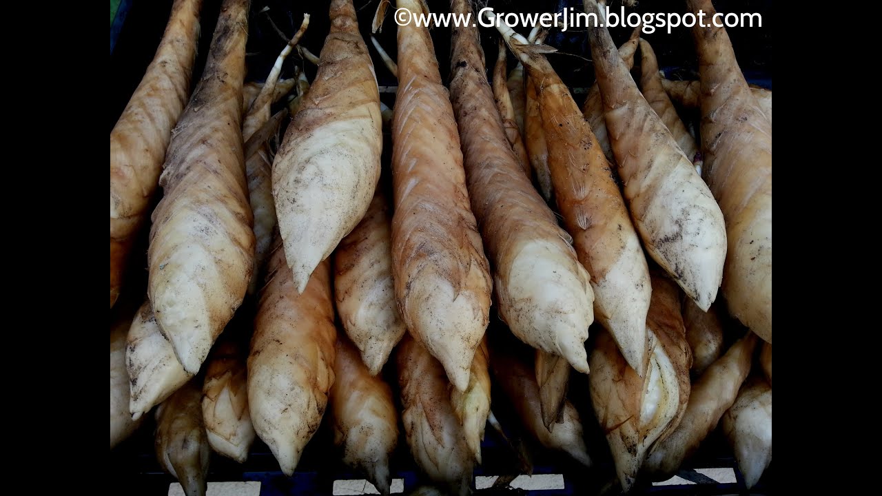 Digging arrowroot Maranta arundinaceae - YouTube