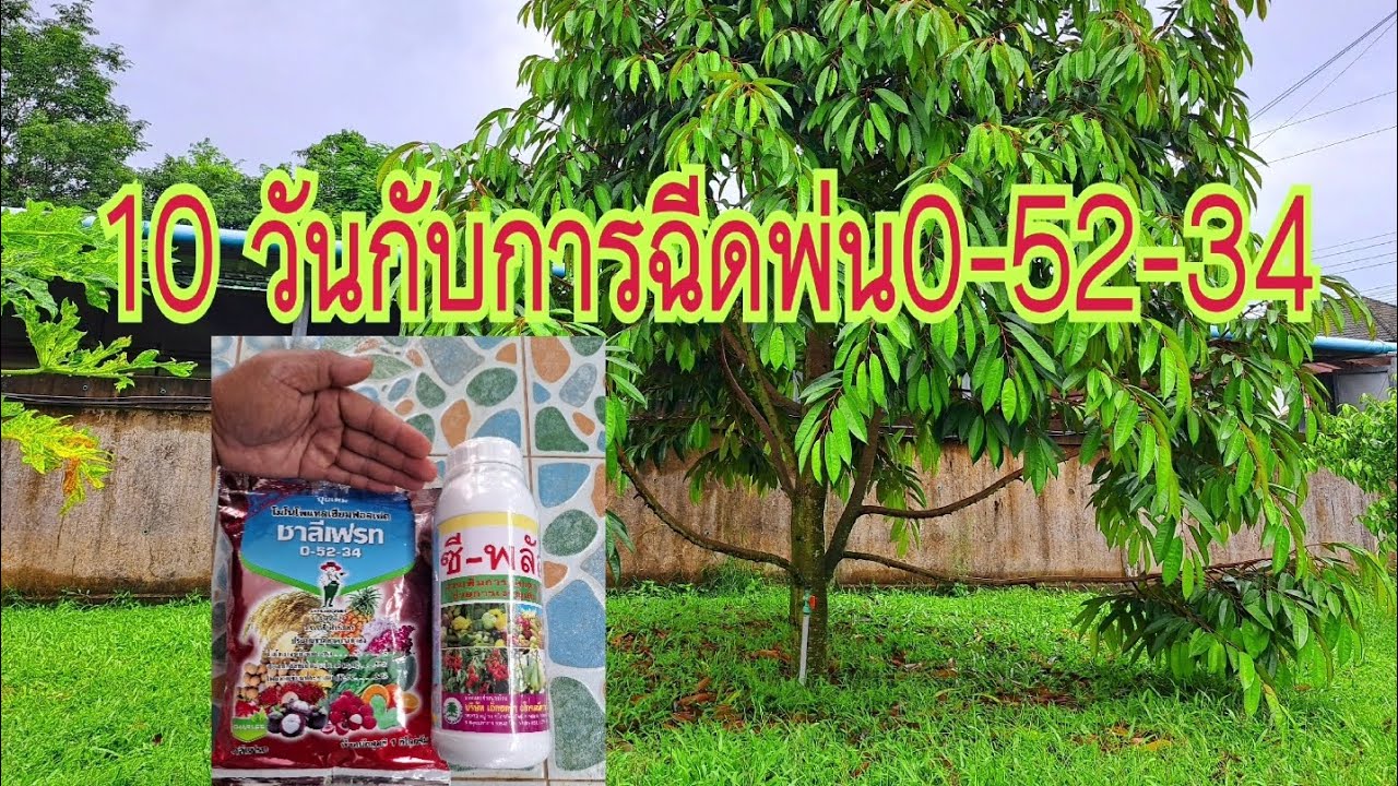10 วันกับการฉีดพ่นทุเรียนด้วย 0-52 -34 #ทุเรียน #อุดม พันธ์สิ่ว - YouTube