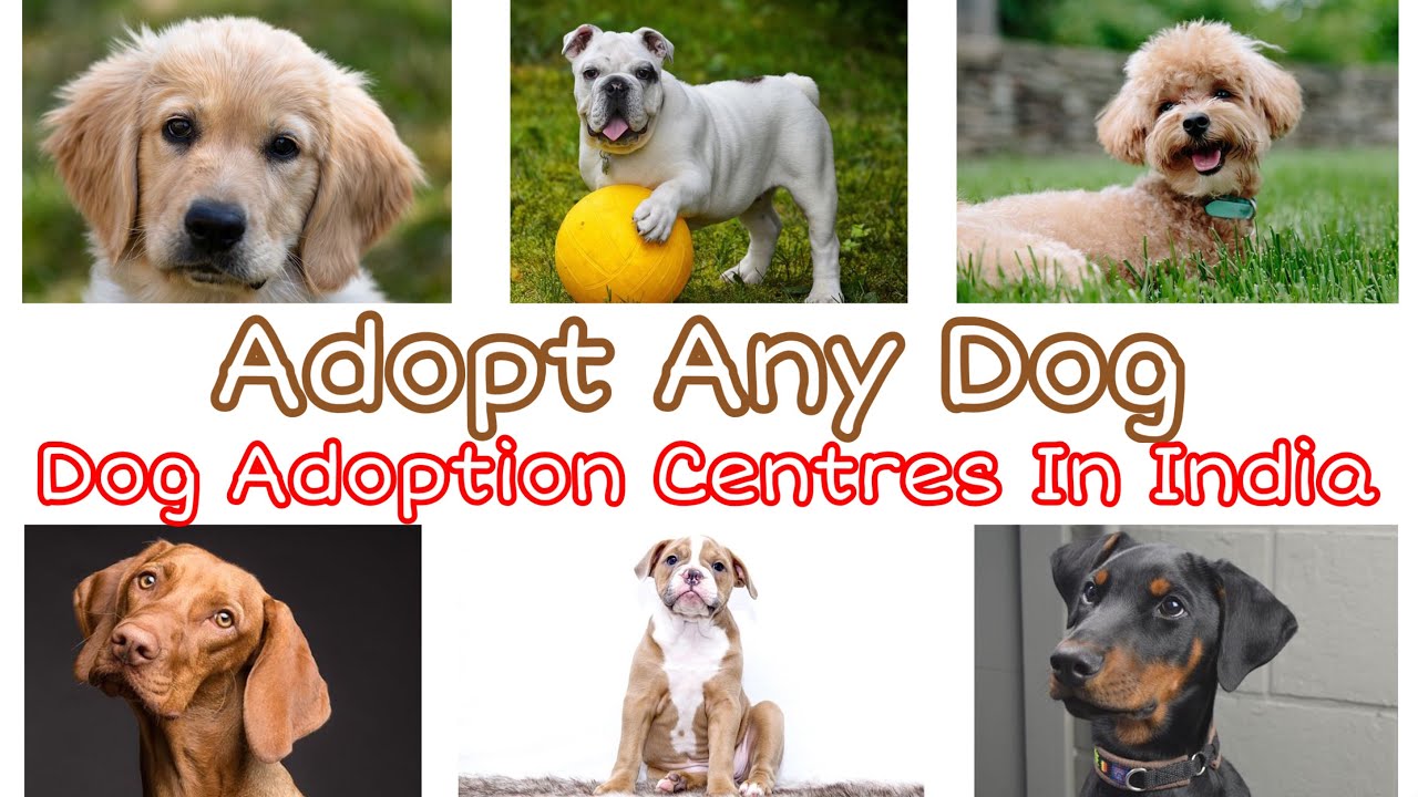 Dogs Adoption Centres In India With Address 2020 Adopt Any Breed dogs-adoption-centres-in-india-with-address-2020-adopt-any-breed