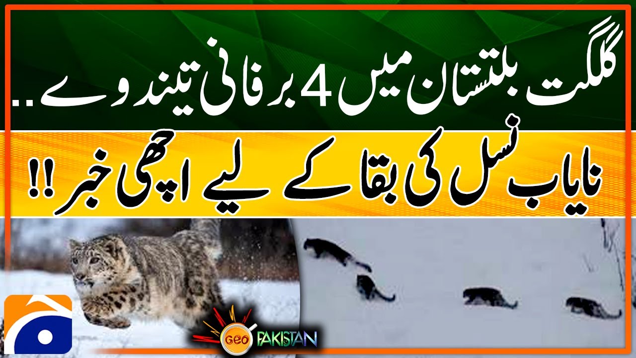 4 Snow Leopards together in Gilgit-Baltistan; good news for the ...