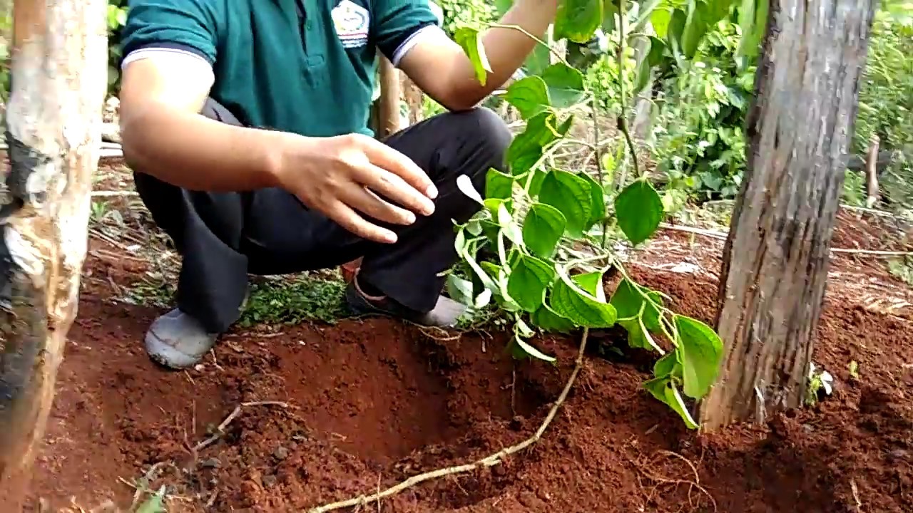 30+ Gambar Cara Merunduk Tanaman Terpopuler - Informasi Seputar Tanaman ...