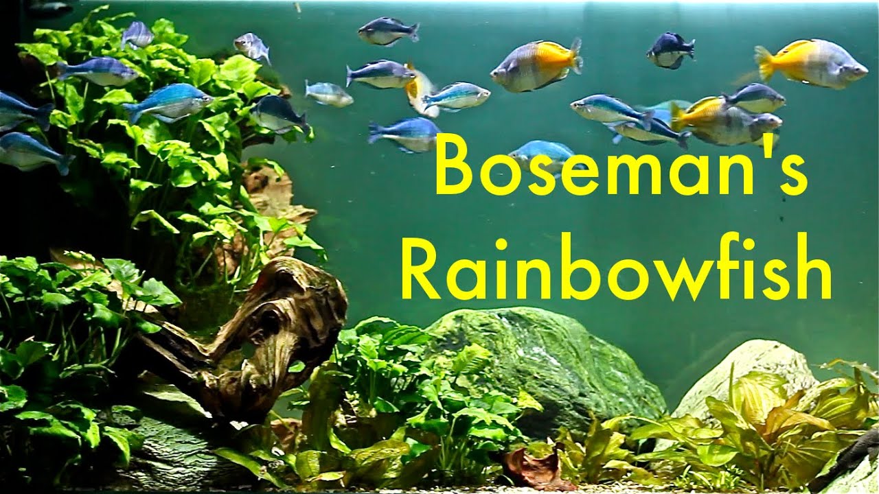 Melanotaenia boesemani - Boeseman's Rainbowfish - YouTube