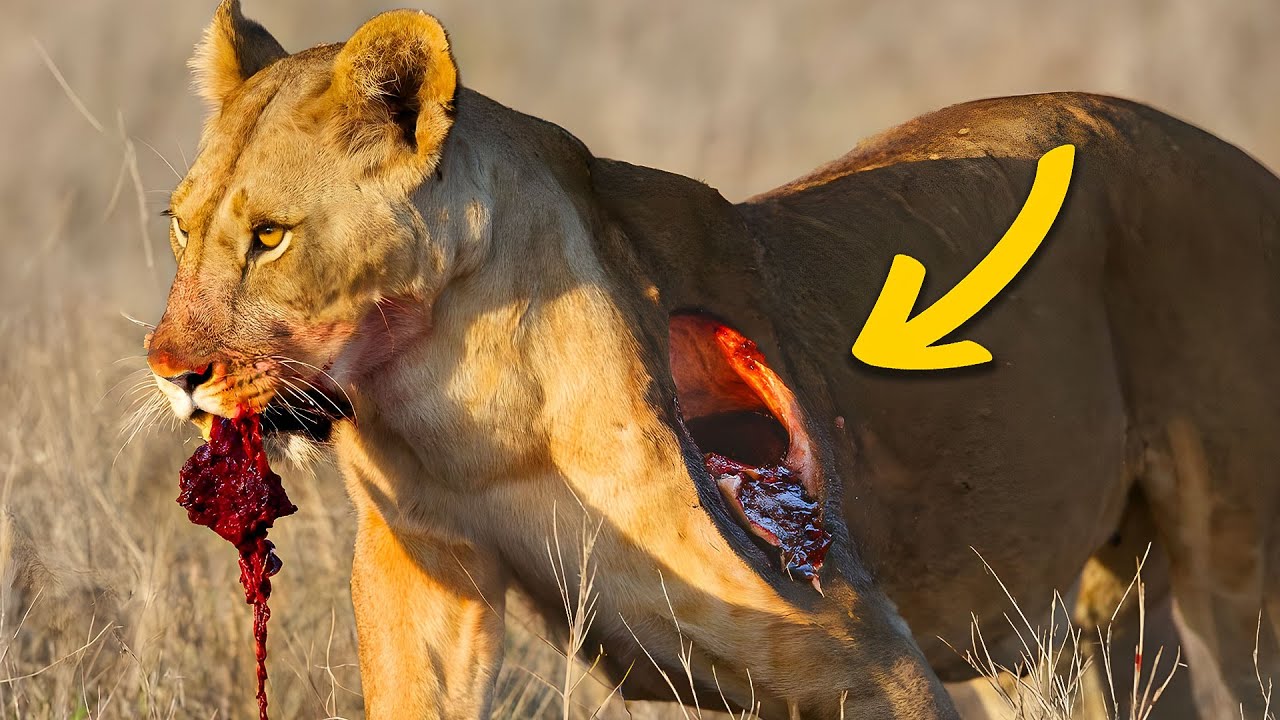 30 Crazy Animals That EAT Themselves Caught On Camera - YouTube