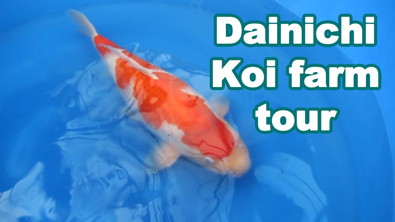 Dainichi Koi Farm Japan tour and beautiful Kohaku - YouTube