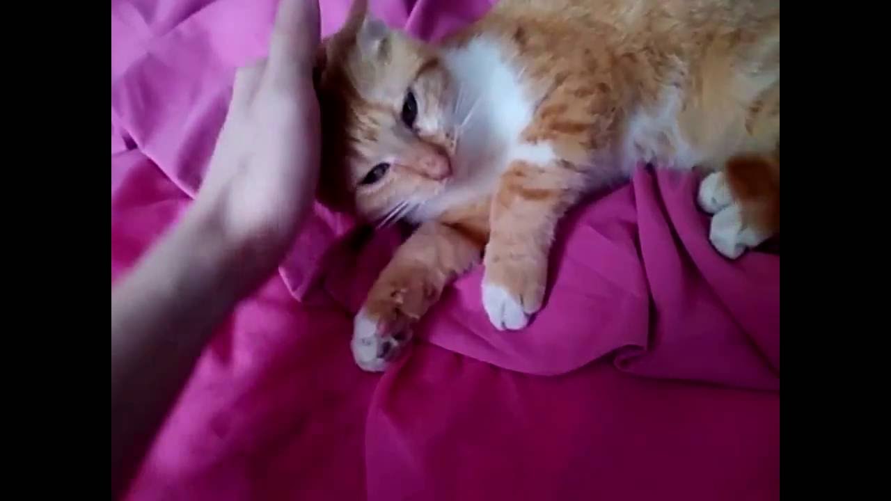 Chat chelou (2/7) - YouTube