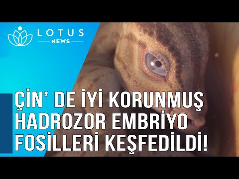 ÇİN’ DE İYİ KORUNMUŞ HADROZOR EMBRİYO FOSİLLERİ KEŞFEDİLDİ!