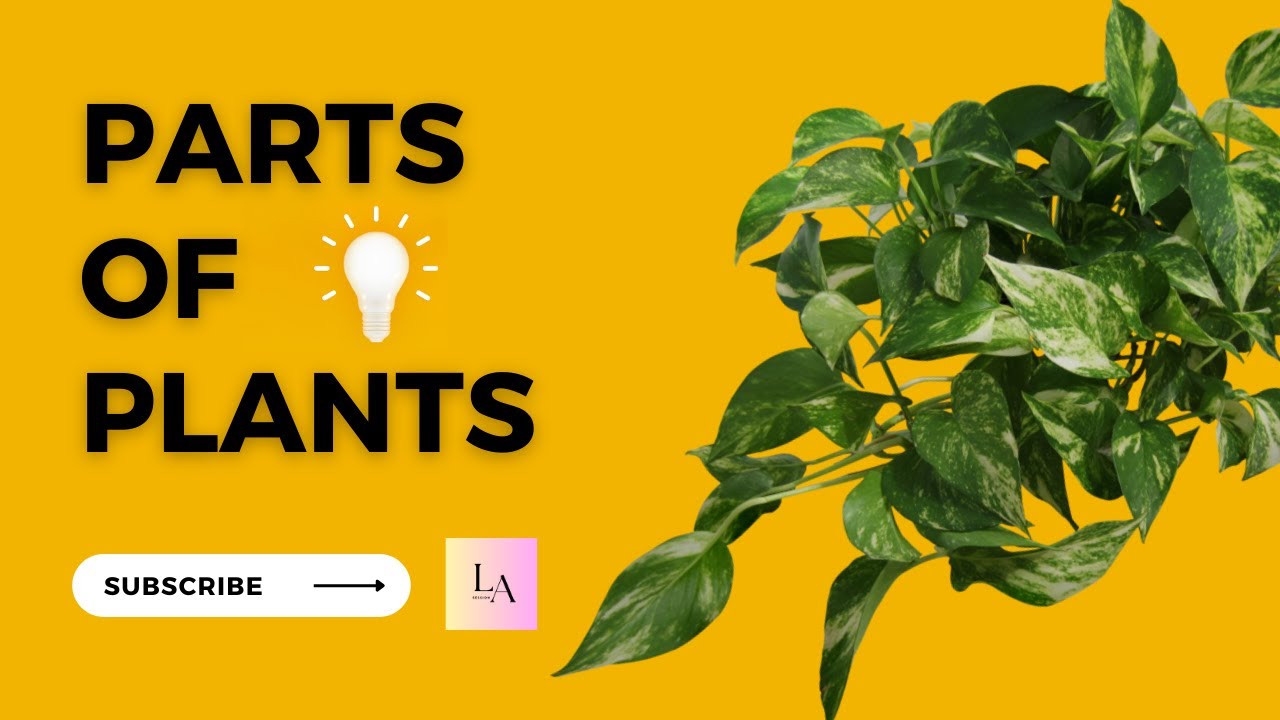 Plants Parts Of Plants Topic 1 10 STD 3 And 4 Functions Of plants-parts-of-plants-topic-1-10-std-3-and-4-functions-of