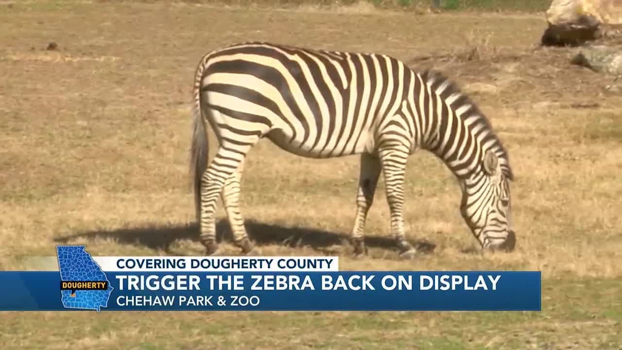 ‘Trigger’ the Zebra back on display at Chehaw Park and Zoo - YouTube