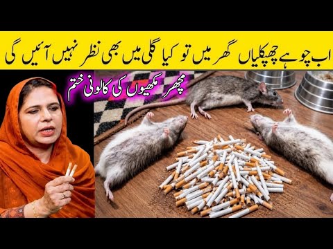 Get rid of rats, Mosquito, cockroach, lizard with homemade spray|powerful insects killer remedy