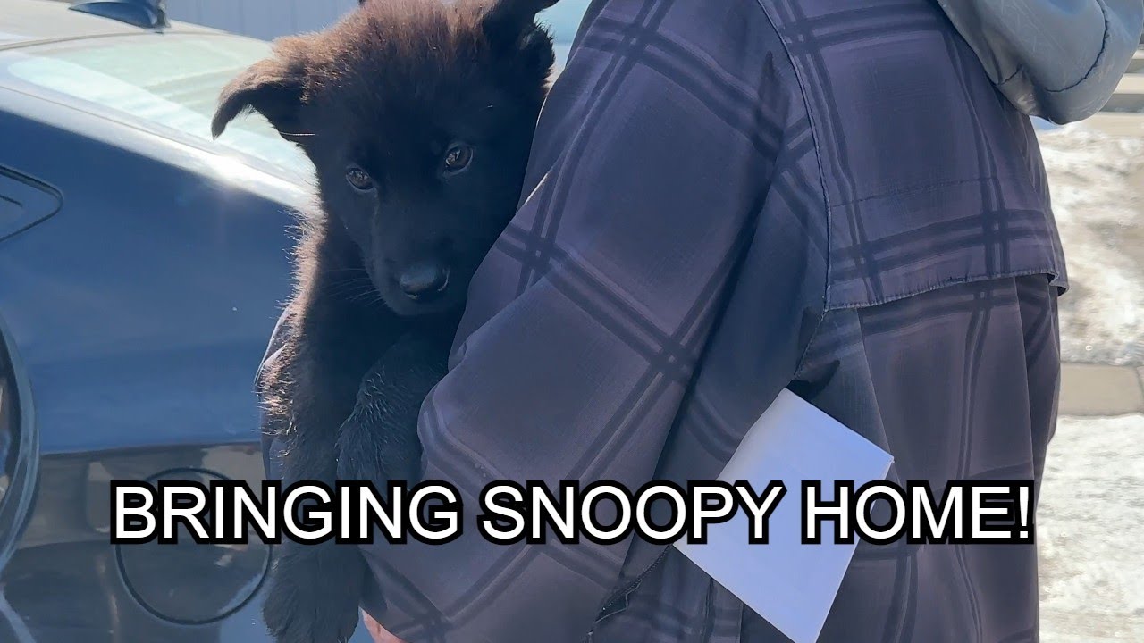 Bringing Snoopy Home! (8-Week Old German Shepherd) - YouTube