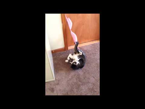 Cat Stuck in Bra
