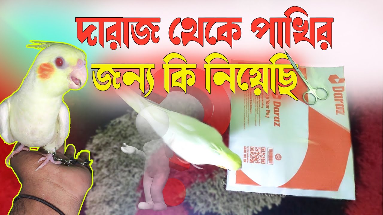 how to put a leg band on a bird | Cockatiel bird training | pretty bird ...