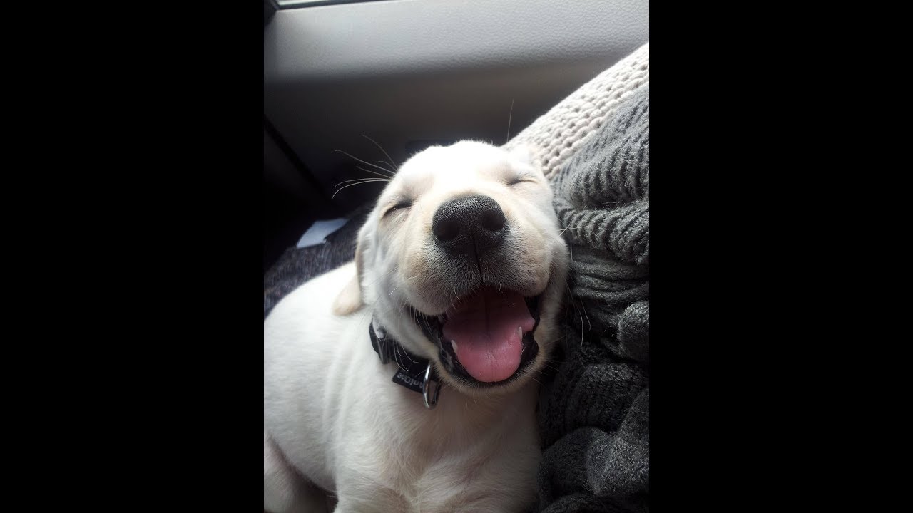 funny dogs smiling compilation - YouTube