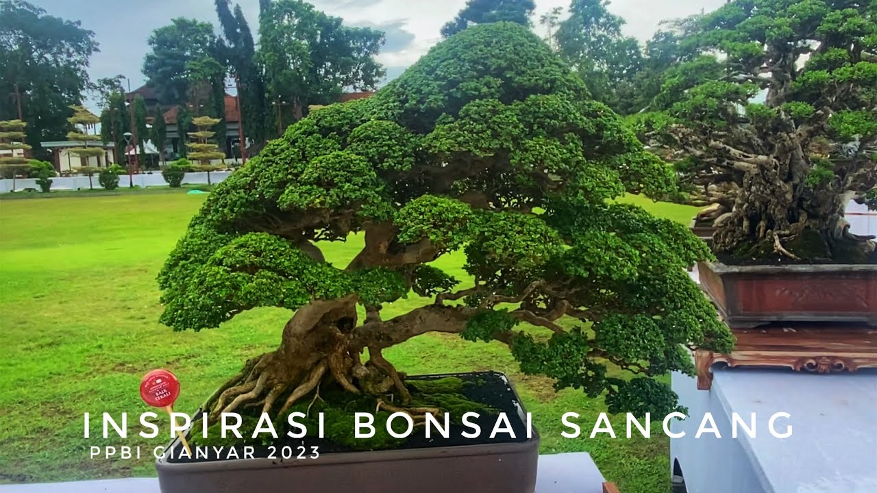 Inspirasi Bonsai Sancang Pameran dan Kontes Bonsai PPBI Gianyar - YouTube