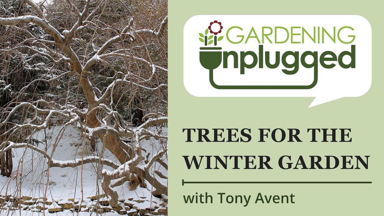 Gardening Unplugged - Trees for the Winter Garden with Tony Avent - YouTube