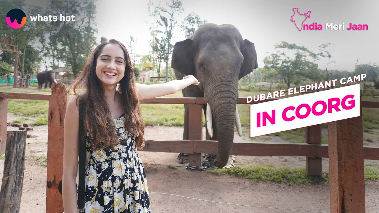 Get up, close and personal with elephants at Dubare Elephant Camp in ...