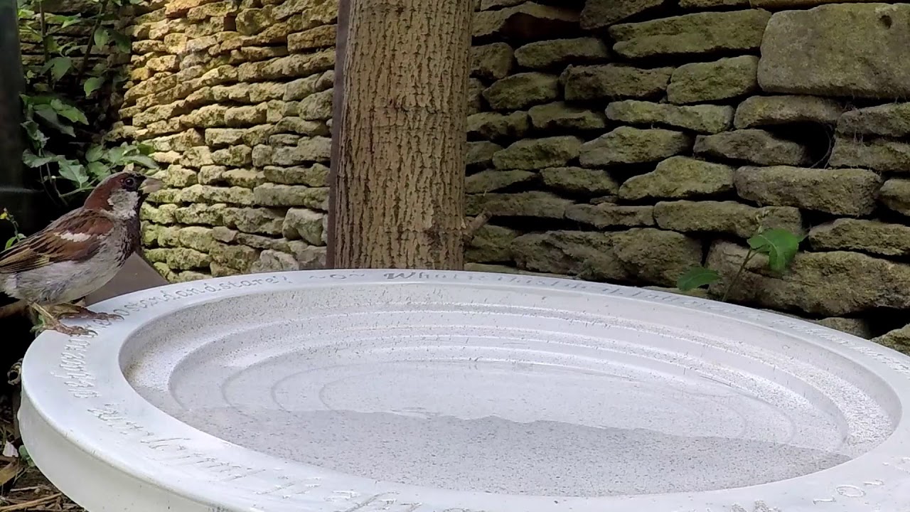 The new Shenstone Theatre Bird Bath - YouTube