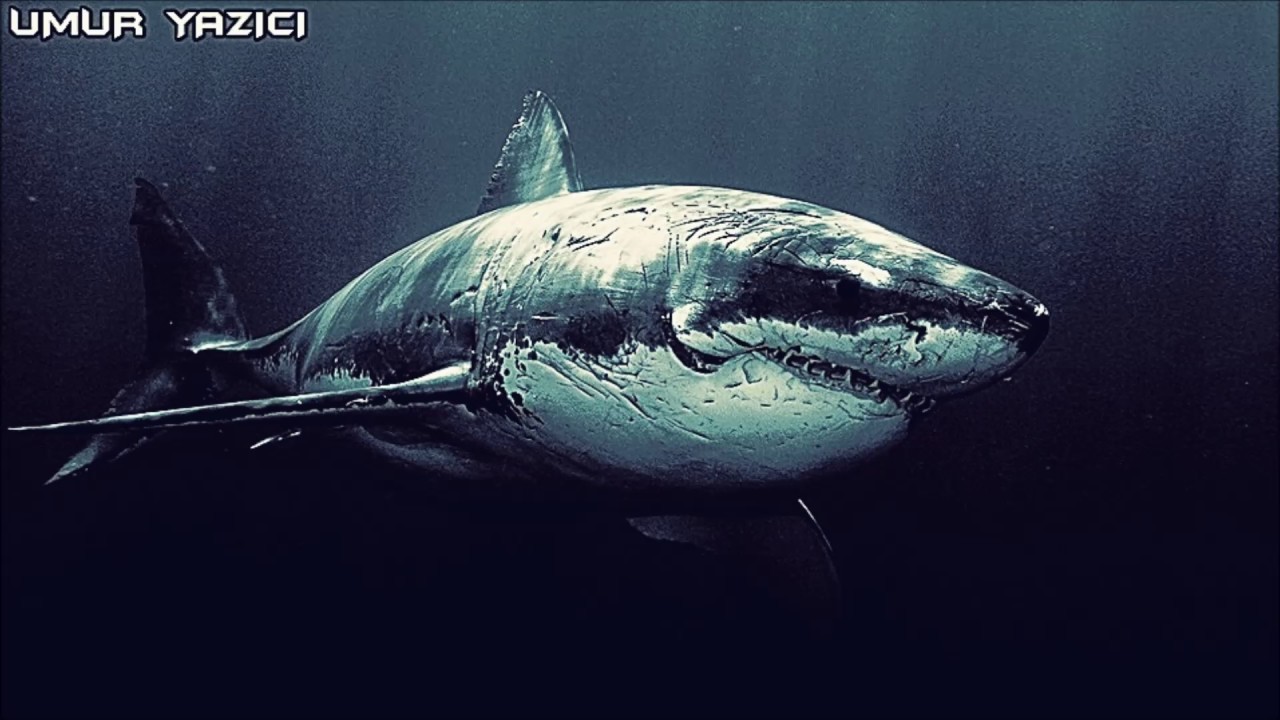 Telefon Zil Sesleri 119 ♫ (Drop That Bass) - YouTube