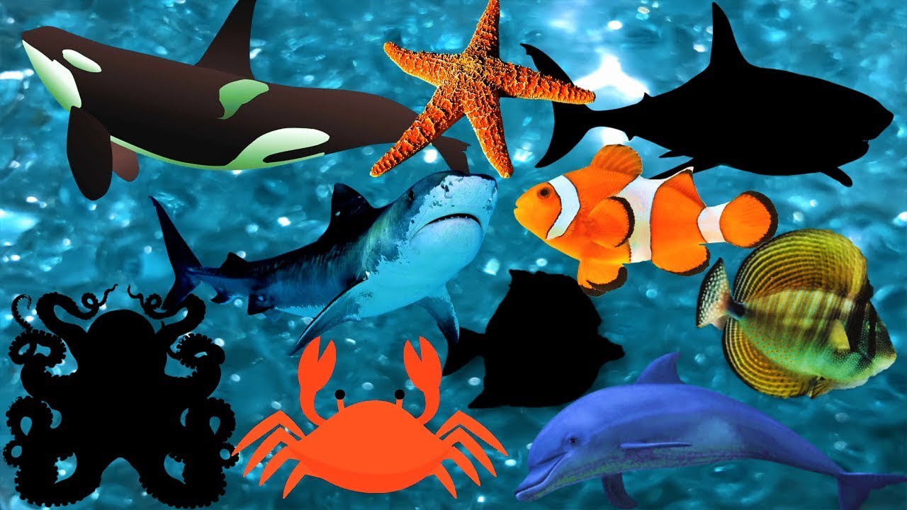 Fun Sea Animals Puzzle | Fun Video For Kids - YouTube