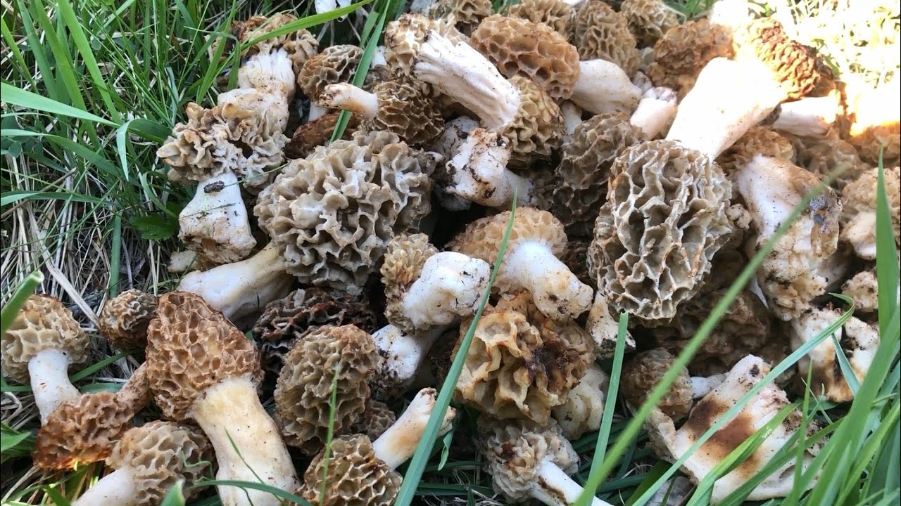 FUNGHI APRILE 2019 - 70 MORCHELLE a 1200mt in Montagna - YouTube