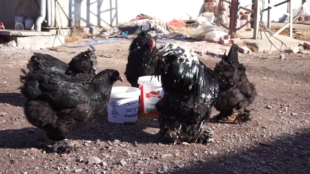 Black Mottled Brahma Rooster & Black Mottled Split Brahma Hens - YouTube