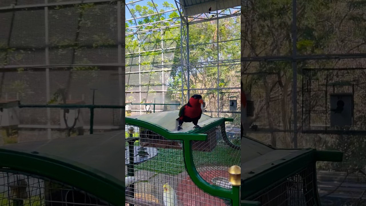 Birds cheering - YouTube