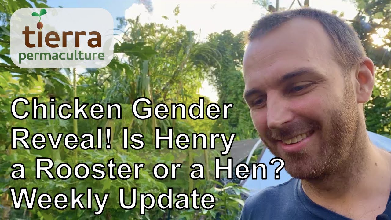 Chicken Gender Reveal- Is Henry a Rooster or a Hen? | Weekly Update ...