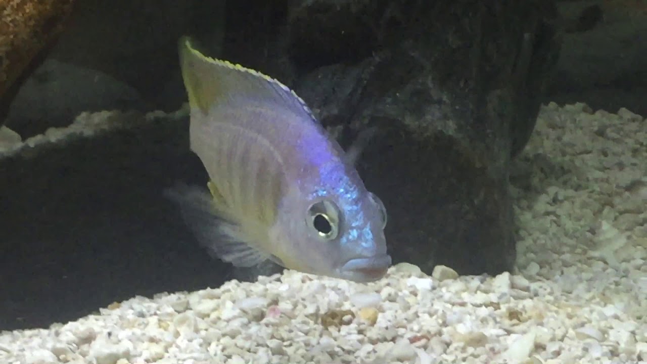 Jalo Reef Hap - YouTube