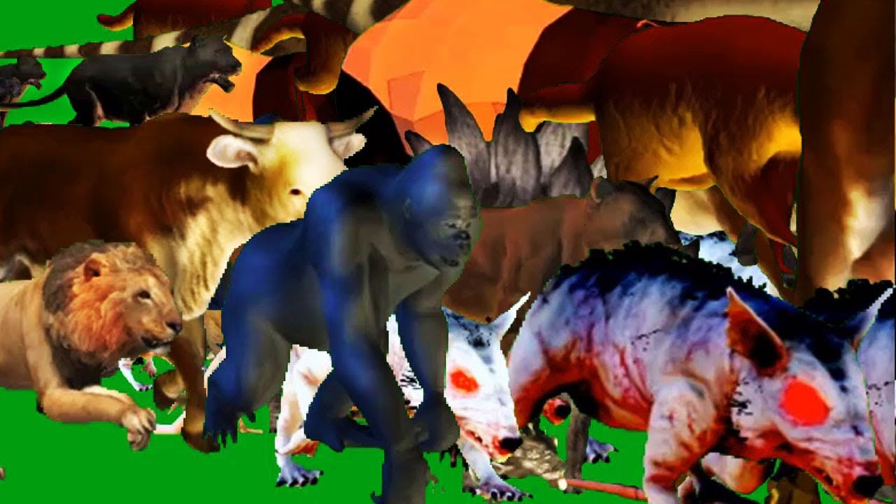 Animals Stampede Left to Right Running and Walking Green Screen Blue ...