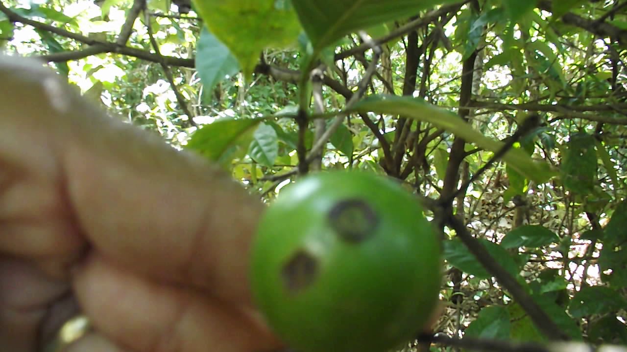 Série frutas do Brasil: marmelo-de-cachorro, marmelada-de-cachorro ou ...
