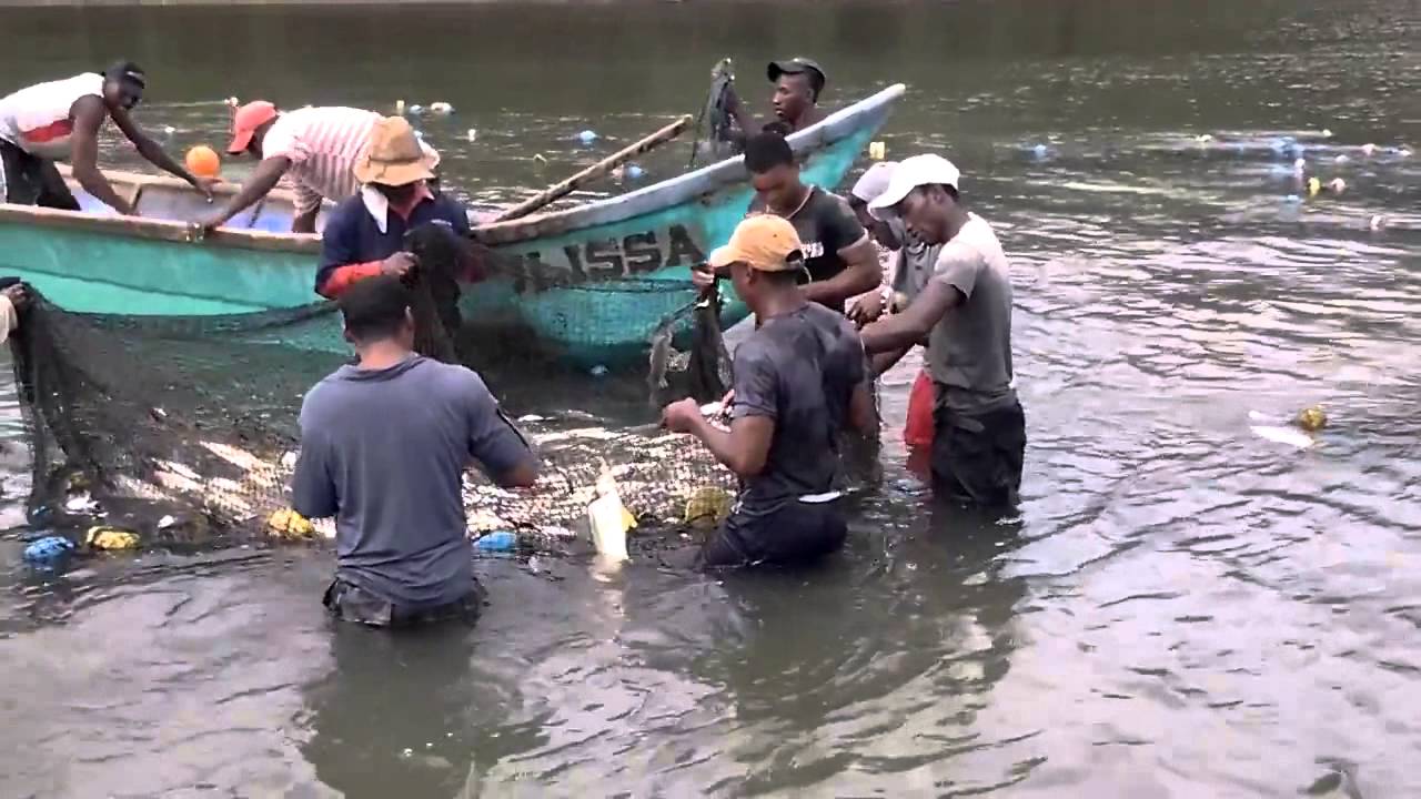 Pesca con chinchorro 2, Limones - YouTube