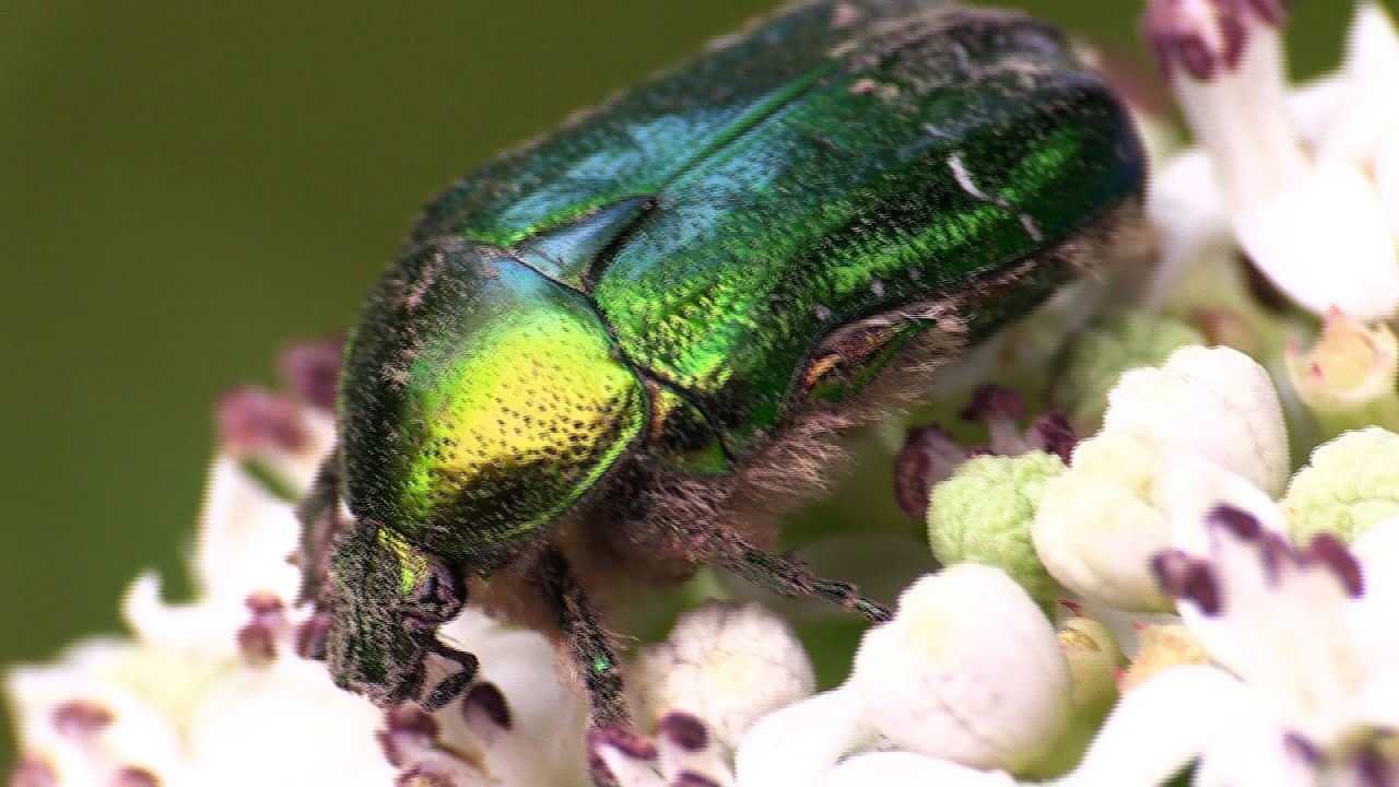 Insects - Landscape video - YouTube
